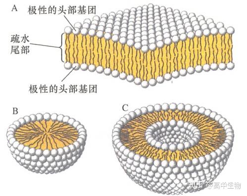 “细胞膜成分和结构探索历程”中的科学史和问题呈现 - 知乎