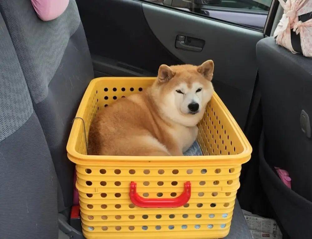 再见，PON！那个教会我们“不可以色色”的柴犬回了汪星，享年17岁 - 知乎