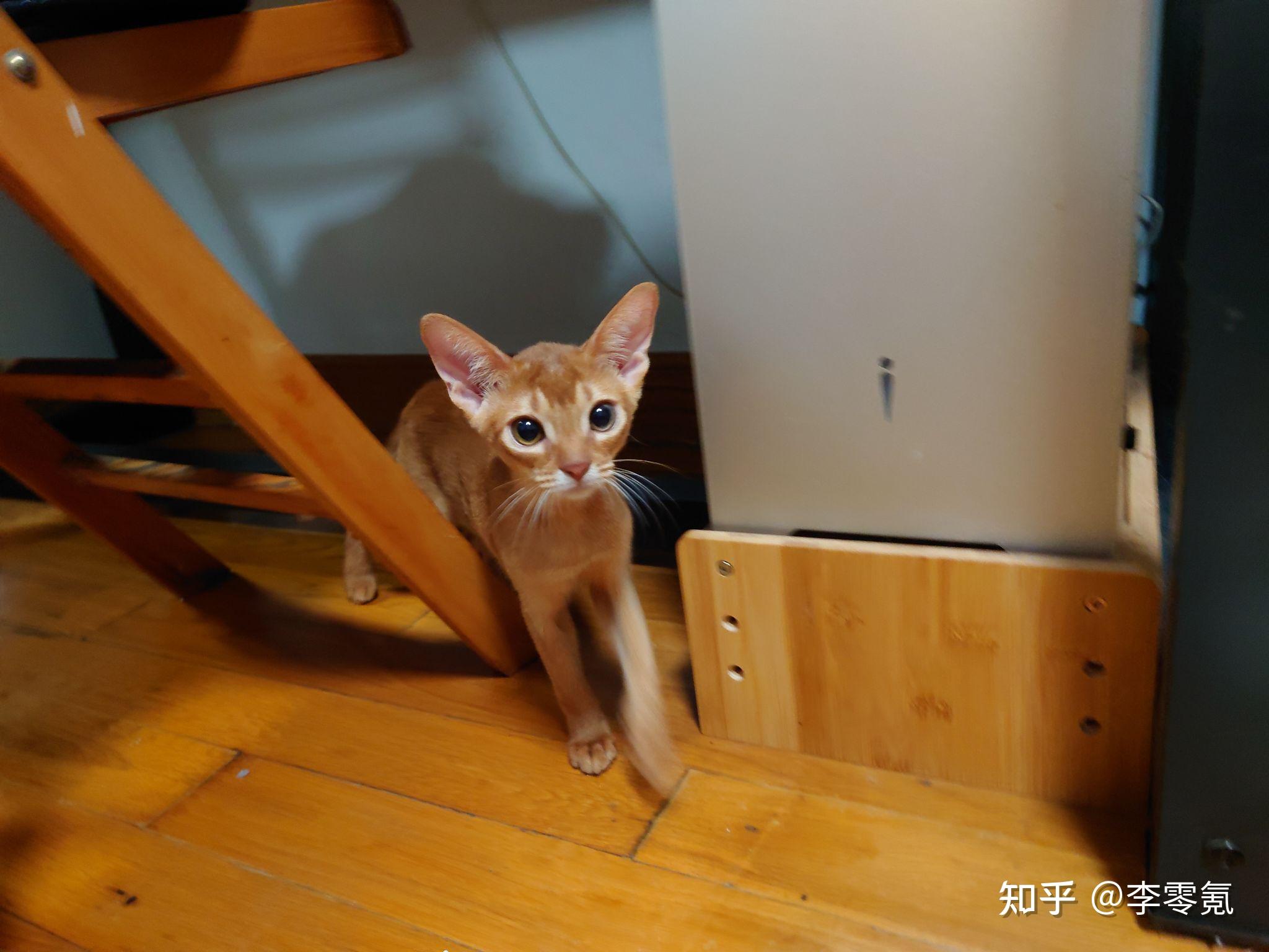 养阿比西尼亚猫（abyssinian）是种什么样的体验？这个品种有什么特点？ - 知乎