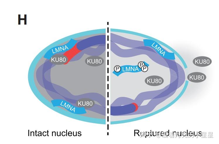 核层蛋白lamin-A总结（自用 - 知乎