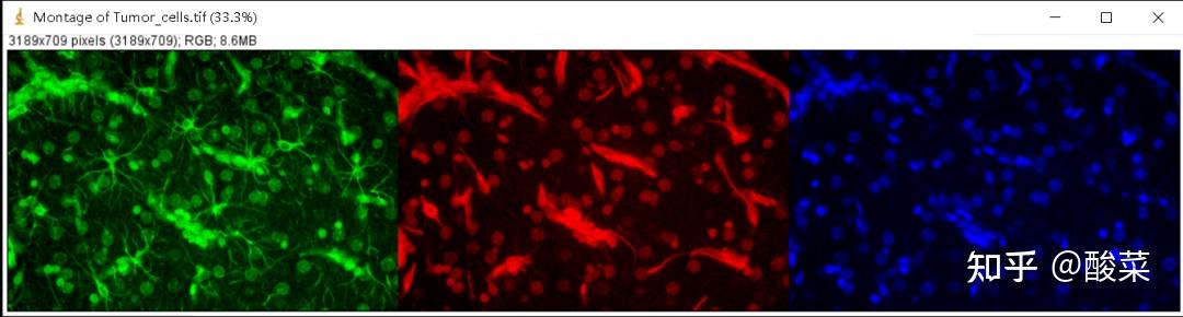 老司机带你使用ImageJ高效分析图片 - 知乎
