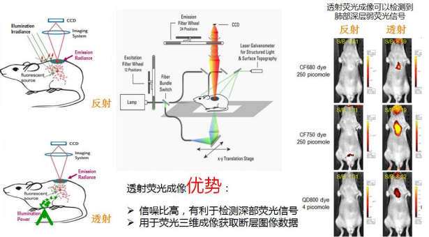 IVIS 活体光学成像技术概述_化工仪器网