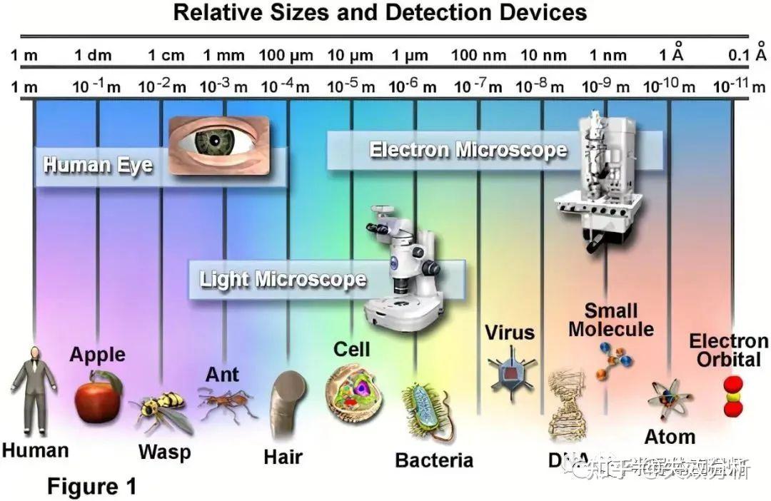 显微镜的历史与演化 - 知乎