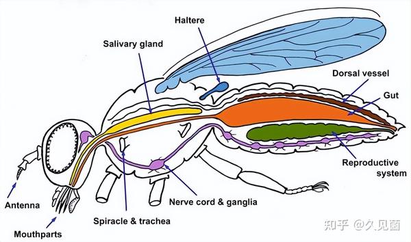 为什么苍蝇会把自己的头拧下来把玩？玩完之后，还能再安回去么？ - 知乎