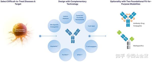 国内外知名企业ADC技术平台(第四期, Zymeworks) - 知乎
