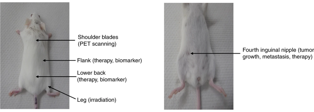 关于CDX模型，这些知识点你必须了解！ - 知乎