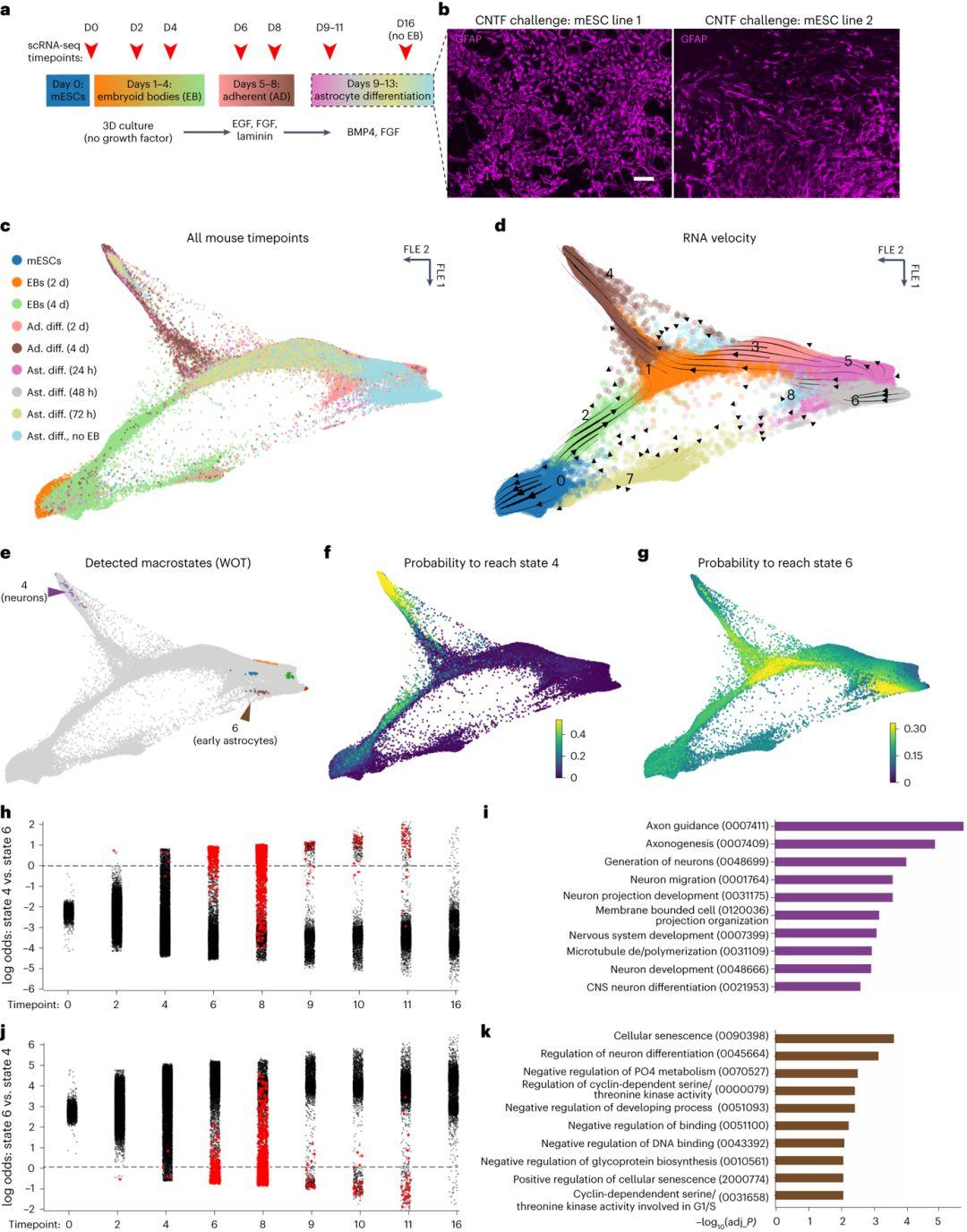 Nat Neurosci：星形胶质细胞分化调控的关键 - 知乎