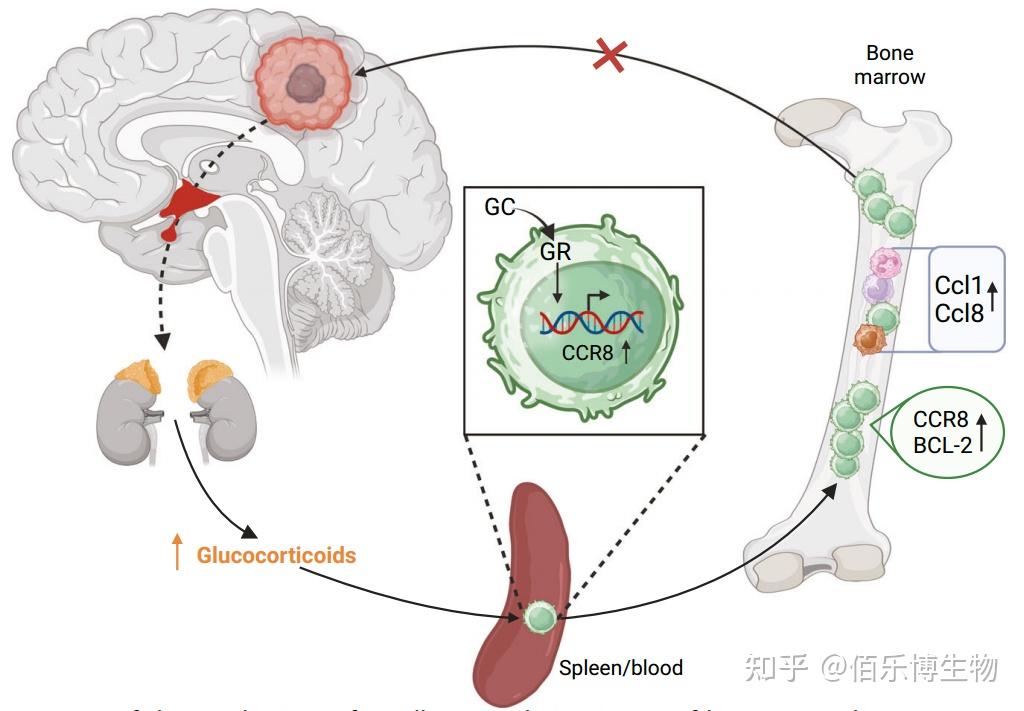 Nature子刊|新发现颅内恶性肿瘤更有效免疫治疗的靶点（GR）-CCR8 - 知乎