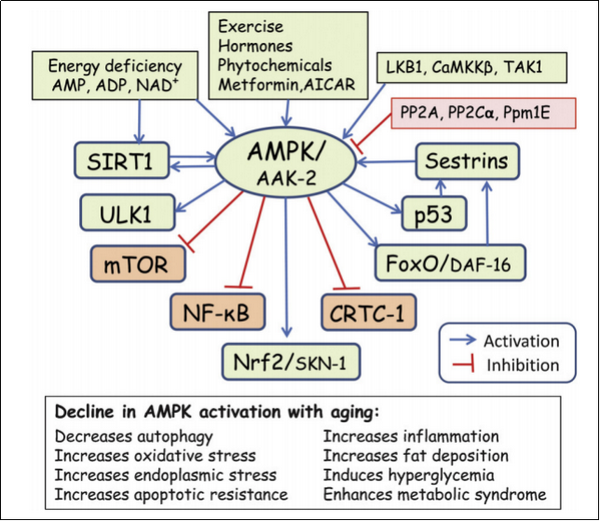 SIRT和AMPK靶点通路知识讲解 - 知乎