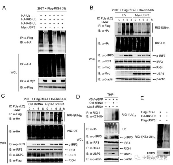 USP3通过去泛素化RLRs抑制I型干扰素信号 - 知乎