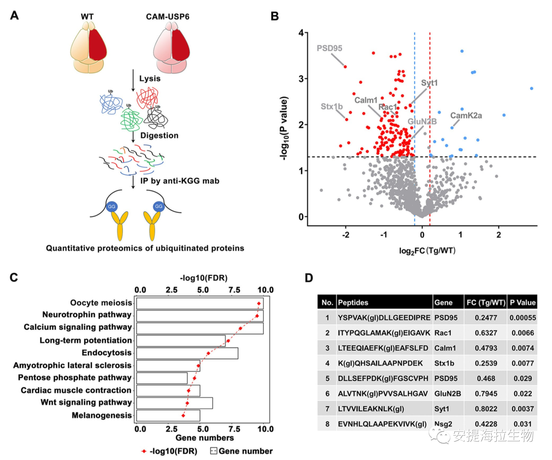 去泛素化酶USP6通过调节NMDA受体的稳定性影响记忆和突触可塑性 - 知乎