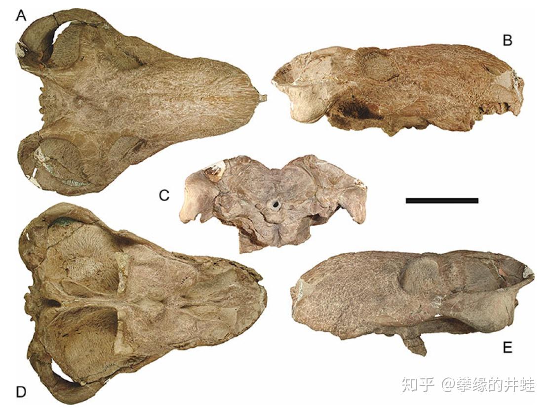 【地球演义】百兽图6：惊饕餮 - 知乎