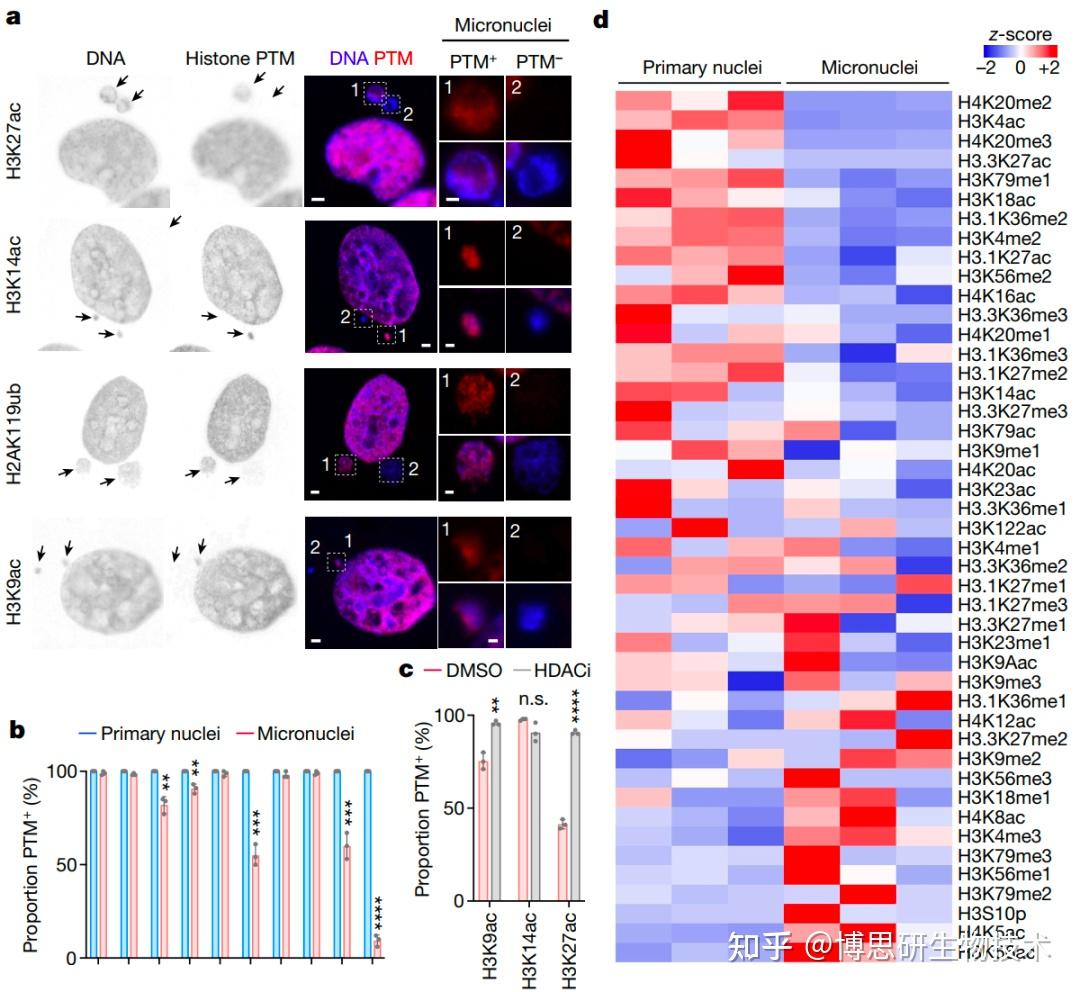 Nature | 癌细胞微核与表观遗传调控异常 - 知乎