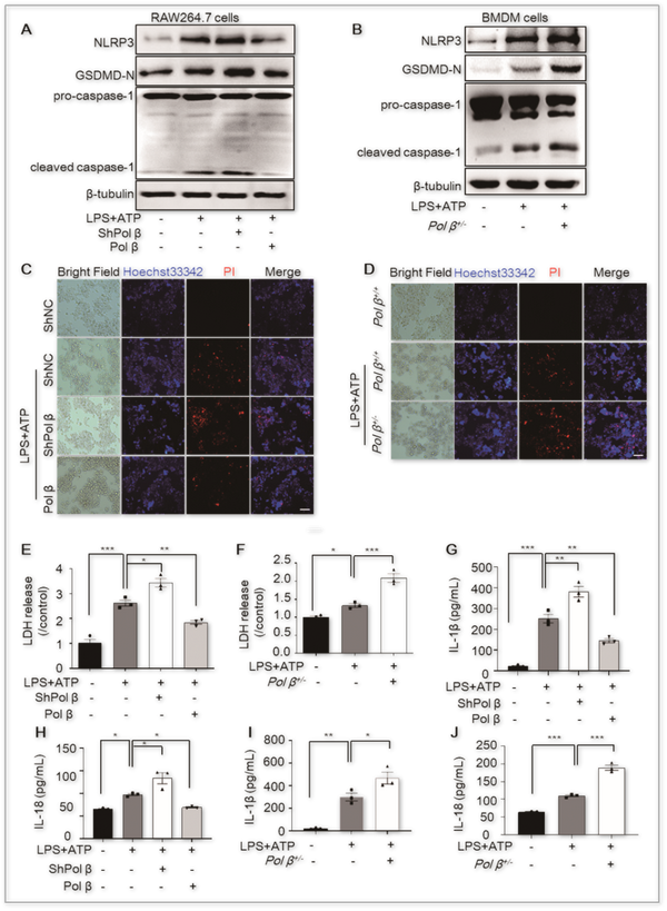 Cell Death Dis ￜ 南京师范大学的郭志刚/殷志敏/潘飞燕团队揭示DNA损伤修复蛋白在类风湿关节炎中的重要作用及发病机制 - 知乎
