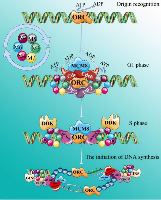 杰享第09期：DNA 复制调节因子 MCM6：一种新兴的癌症生物标志物和药物靶点 - 知乎