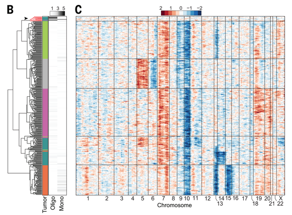 玩转单细胞高级分析|单细胞inferCNV分析篇 - 知乎
