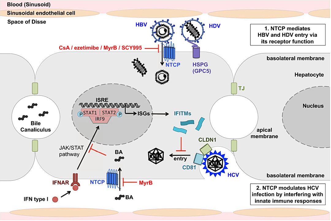 NTCP转运体在药物研发中的应用简介 - 知乎