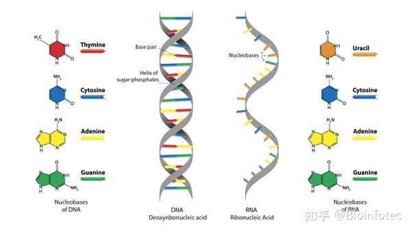 ROSALIND题目：将 DNA 转录成 RNA - 知乎