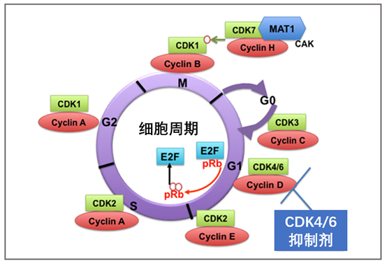 阿贝西利上市！热门CDK4/6靶向药，为何对这类肿瘤尤其有效？ - 知乎
