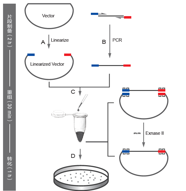 Gibson克隆 - 知乎