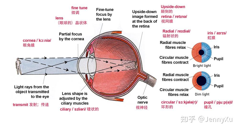 Eyes and seeing 03 – forming an image - 知乎