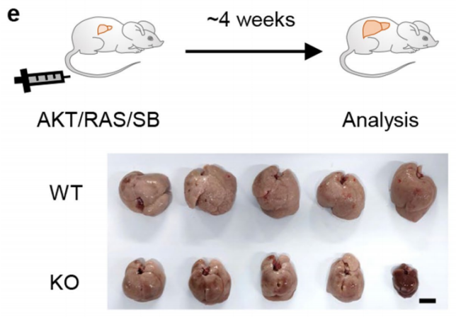 Nature：广谱抗癌新靶点 - 中国科学家发现中性粒细胞免疫抑制受体CD300ld可逆转肿瘤免疫抑制 - 知乎