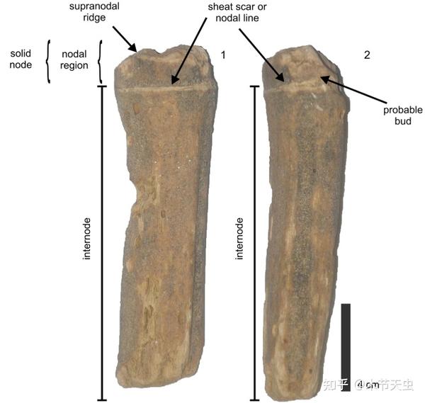 【Evolution of Bambusoideae】Bamboos - 知乎