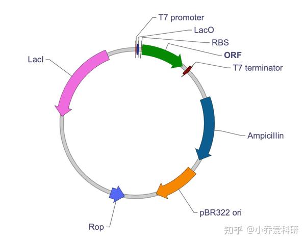 一文了解原核蛋白表达(一) - 知乎