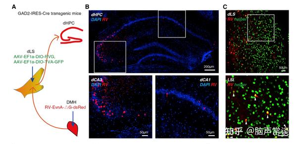 Cell Reports丨深圳先进技术研究院王立平和鲁艺课题组揭示dCA3-dLS-DMH环路调控个体的防御和探险行为 - 知乎