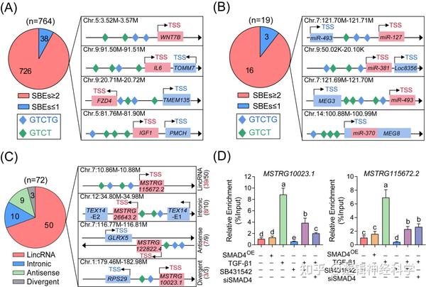 Cell Prolif︱南京农业大学李齐发/杜星团队揭示TGF-β1调控卵巢颗粒细胞转录组变化的普遍机制 - 知乎