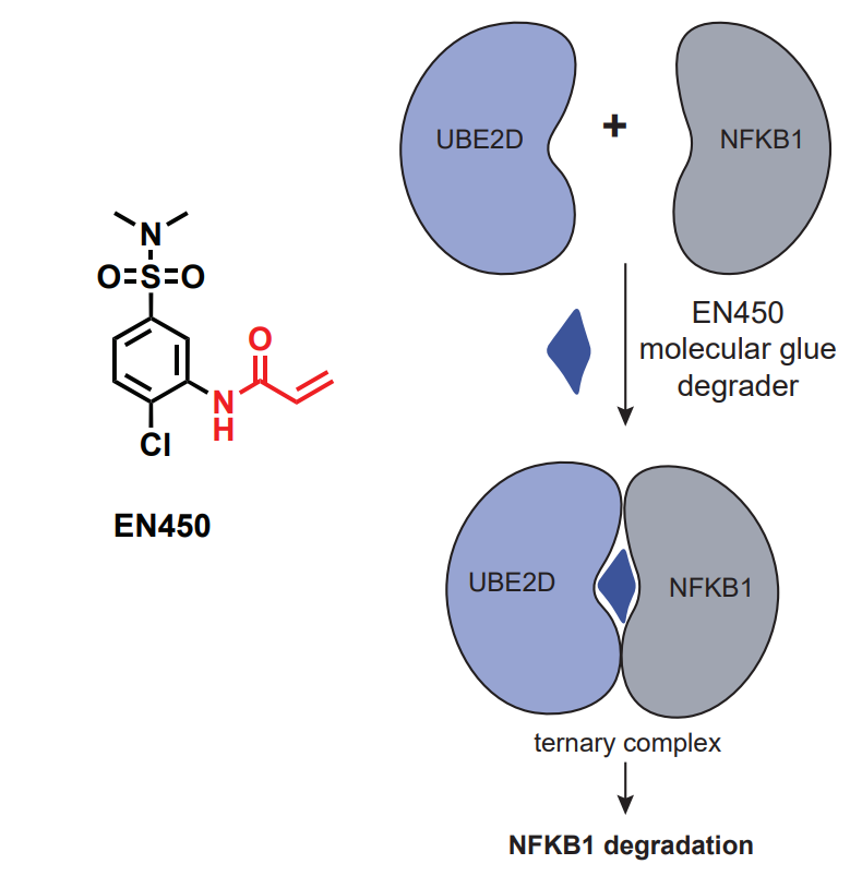PROTAC和分子胶有何相通之处？DeepTech发布《2023年靶向蛋白降解技术及产业现状研究报告》 - 知乎