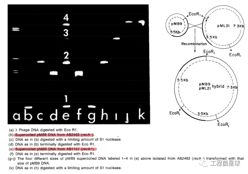 【耀文解读】一文读懂|质粒多聚体Plasmid Multimers的形成机制、检测方法及降低策略 - 知乎