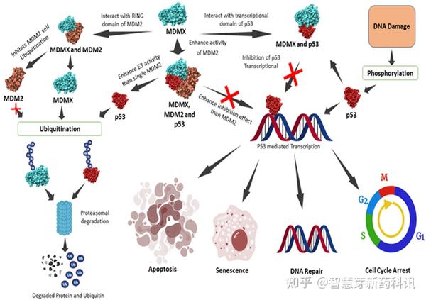 P53-MDM2/MDMX药物研发能否穿越迷雾迎来曙光？ - 知乎
