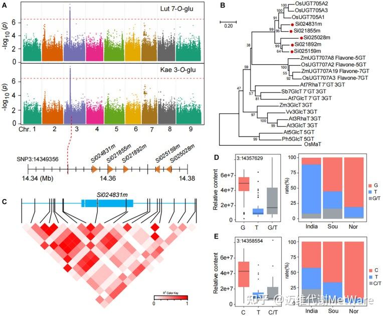 项目文章 | 张家口农业科学院谷子最新mGWAS研究成果见刊Front. Plant Sci. - 知乎