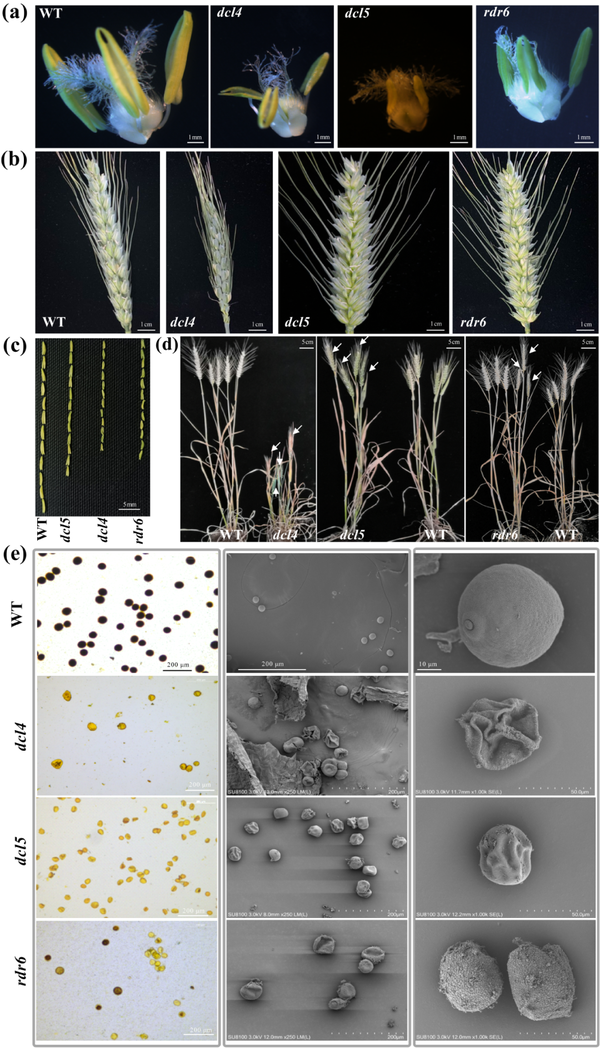 项目文章 | IF=13.263，基因编辑和非编码RNA测序探究小麦雄性不育新机制 - 知乎