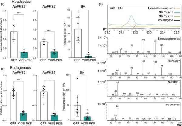New Phytol | 野生烟草花冠细胞的单细胞RNA测序揭示花香的生物合成途径 - 知乎