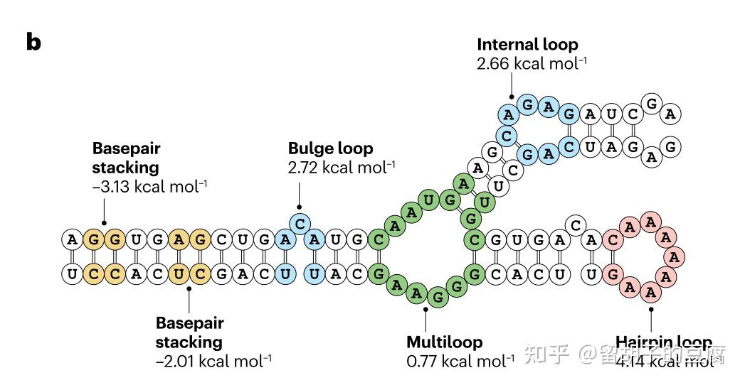 Moderna公司CSO谈治疗性mRNA序列设计艺术之理论篇 - 知乎