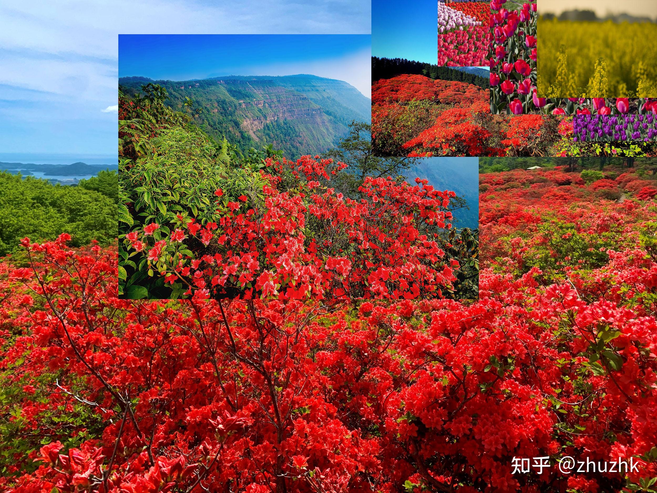 唱着映山红去旅行 - 知乎