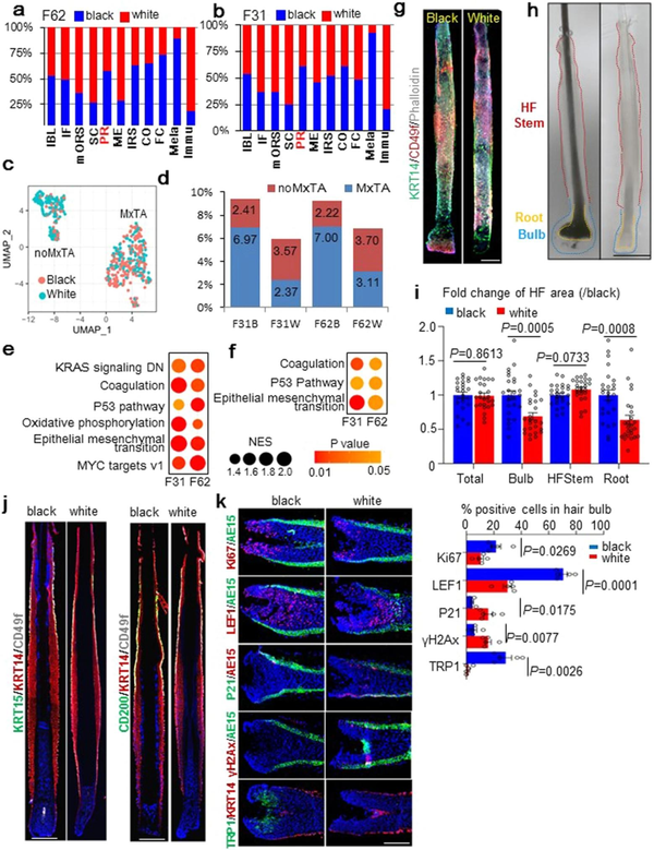 Cell Discov︱张亮/汪思佳/李青峰团队合作发现人类毛发白化调控的新机制 - 知乎