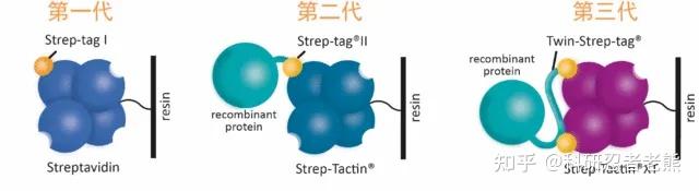 重组蛋白纯化标签系列(三)：Strep-Tag II - 知乎