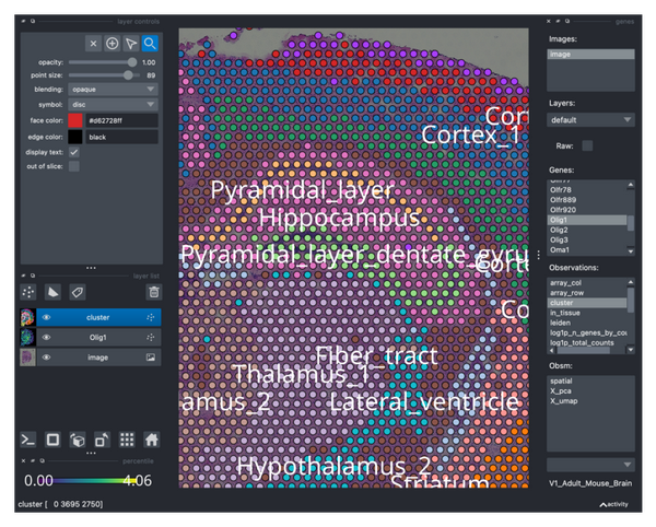 squidpy 教程 3：使用 Napari 进行交互式可视化 - 知乎