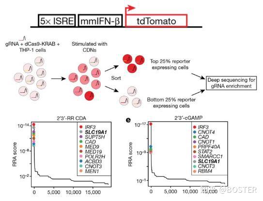 Nature：环状二核苷酸类分子的转运体SLC19A1 - 知乎