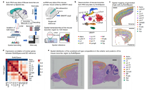 Nature Commun | 空间解卷积算法Bulk2Space，将Bulk转录组重构至单细胞空间分辨率 - 知乎