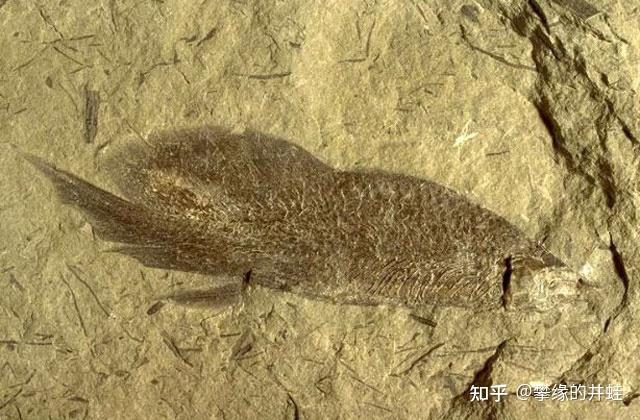 【地球演义】第二百七十九回 锦鳞记8：谁云涸辙困波臣 - 知乎