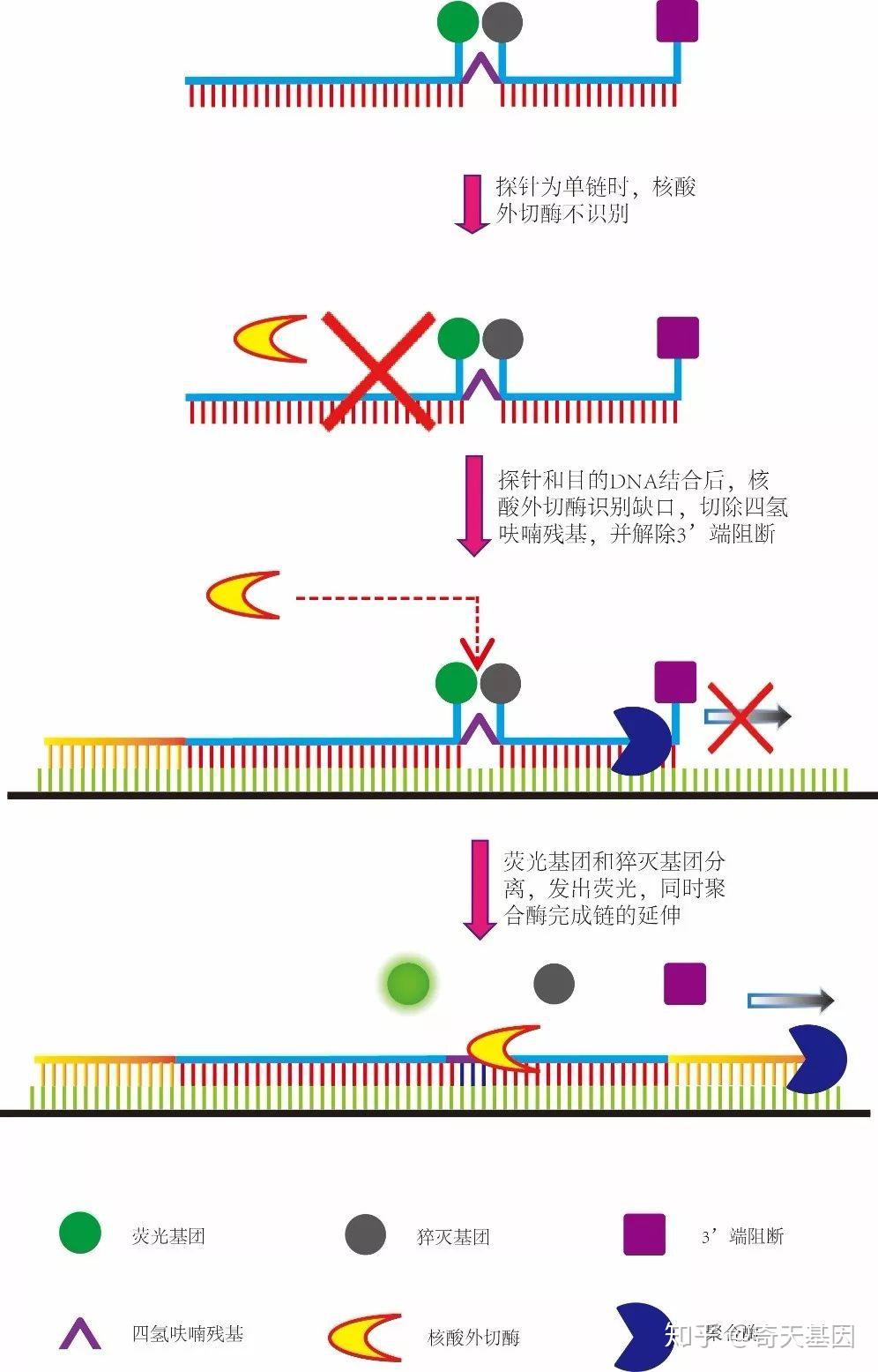 RAA-重组酶介导等温核酸扩增技术原理 - 知乎