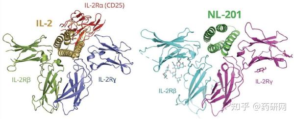 IL-15靶向药：新生代抗癌之光? - 知乎