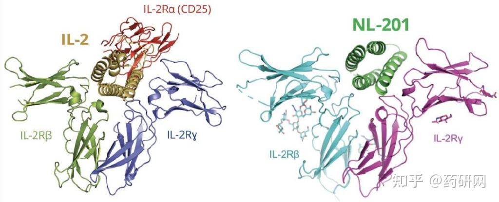 IL-15靶向药：新生代抗癌之光? - 知乎