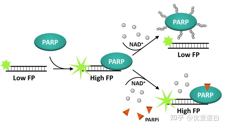 PARP蛋白家族与肿瘤治疗：揭秘合成致死的奥秘 - 知乎