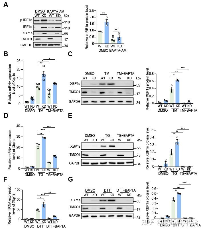Cell Biosci︱中科学动物研究所唐铁山/北京基因组所郭唐铁山/郭彩霞团队揭示ER Ca2+过载激活IRE1α信号并促进细胞存活的机制 - 知乎