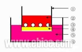 Transwell实验方法 - 知乎